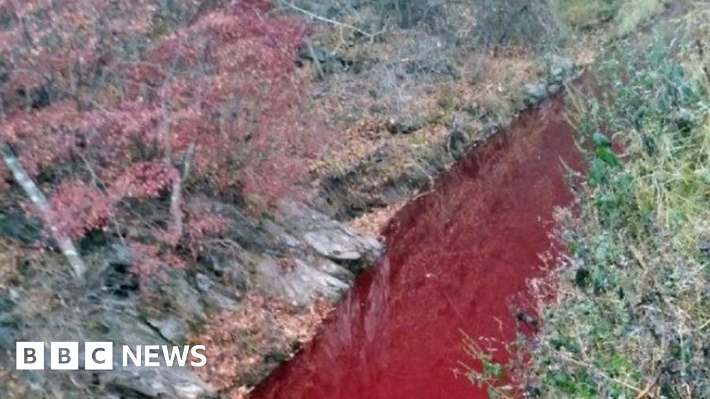 South Korean river turns red after being polluted with pigs' blood ...