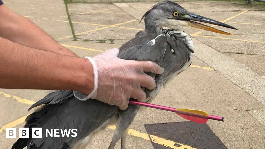 Heron put down after flying with crossbow bolt in Suffolk