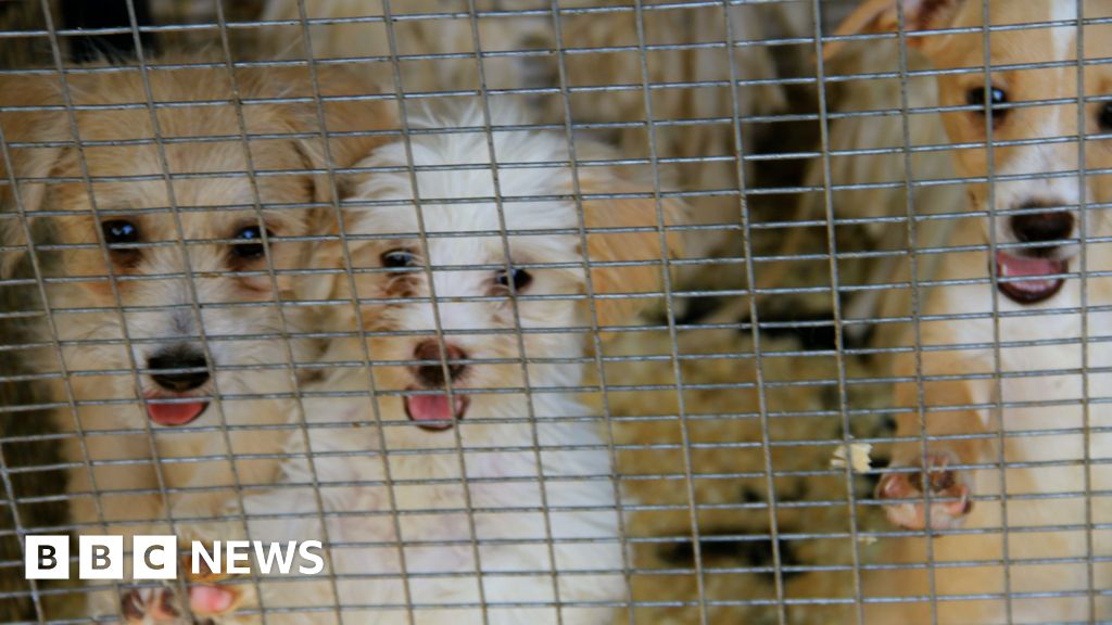 Cairnryan port puppy trafficking power pilot extension agreed - BBC News