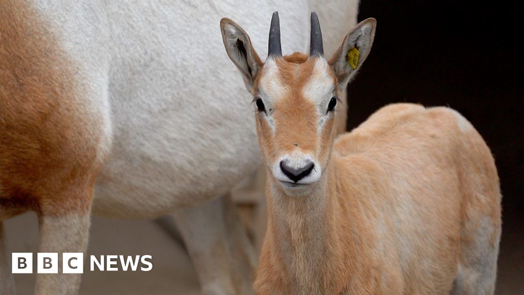'Extinct in wild' antelope calf born at Marwell Zoo - BBC News