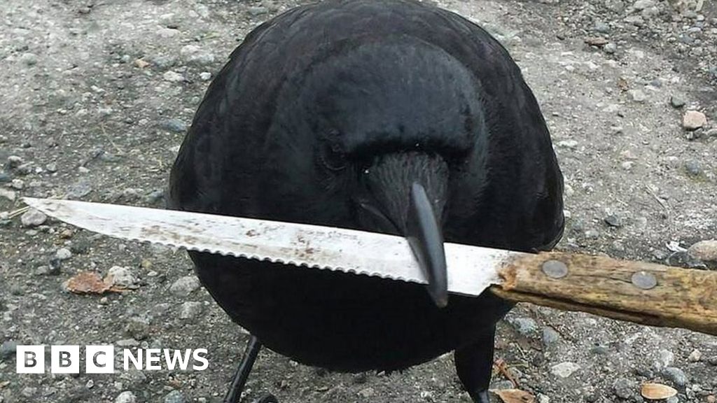 Canuck the crow's attacks halt Vancouver mail delivery