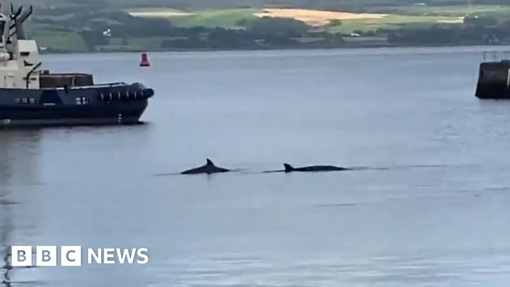 Whales spotted swimming in Greenock harbour - BBC News