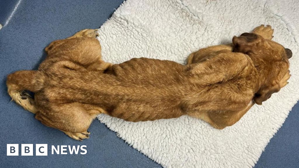 Jaywick man sentenced after emaciated dog had to be put down