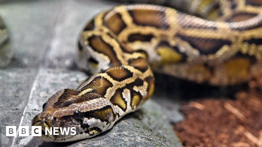 Python found in trousers of drunk man in Germany