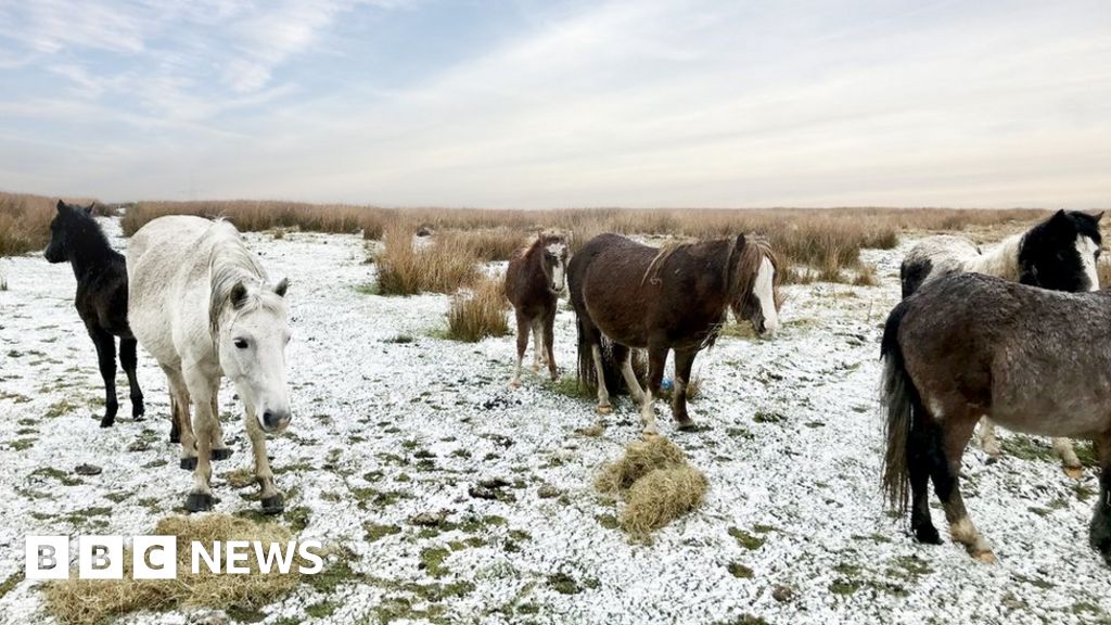 Volunteers feed up to 200 Gelligaer wild horses a day