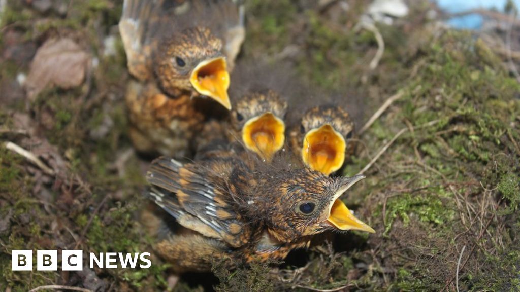 Robin chicks survive 192-mile (309km) trip from Liverpool to ...