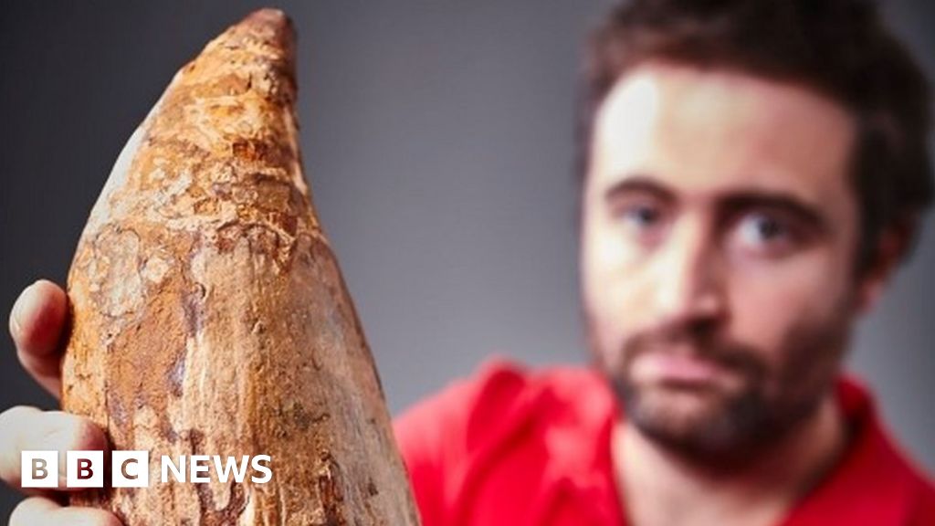 Ancient tooth shows giant 'killer' whales lived outside Americas - BBC News