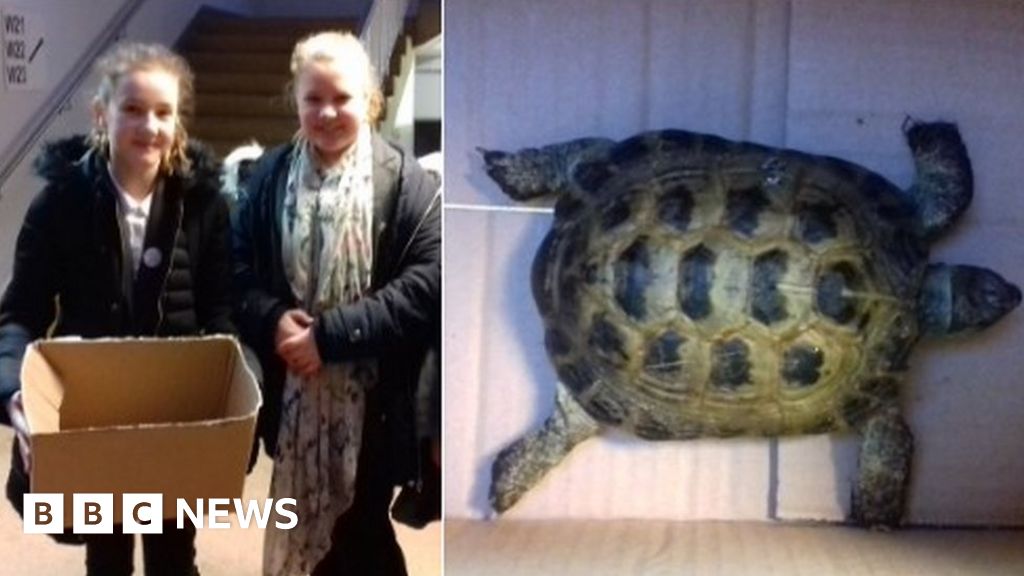 Tortoise just 322m away from home after six-month disappearance - BBC News