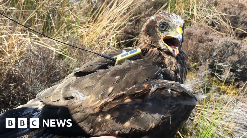 Row after two hen harriers 'disappear' in Cairngorms