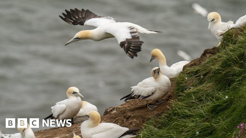 Concerns over rising bird flu cases in Jersey seabirds
