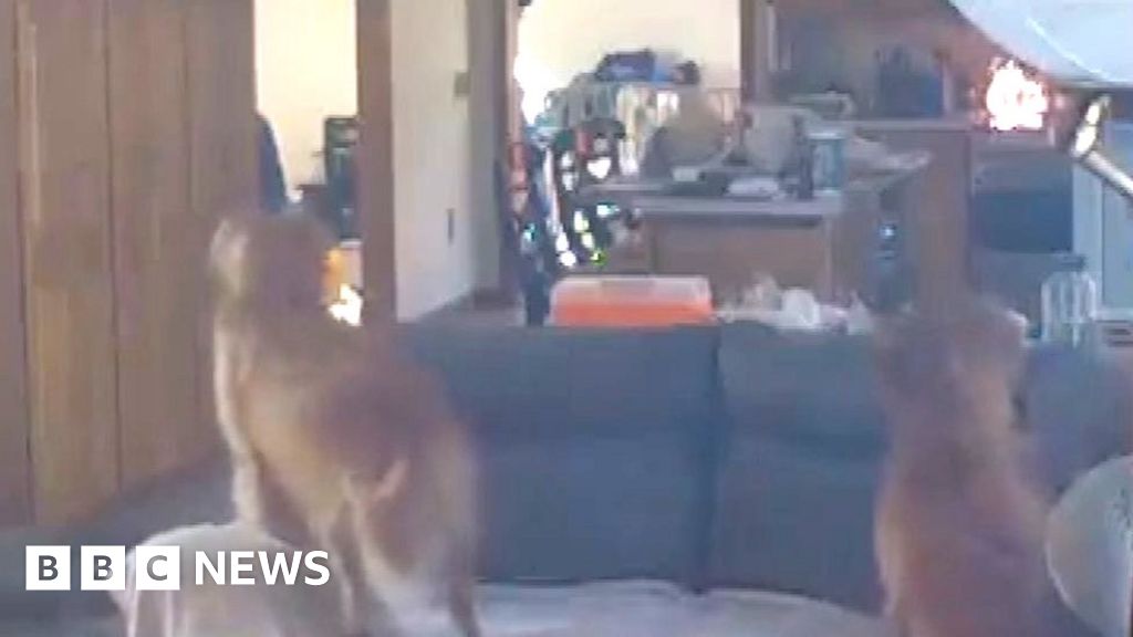 A Massachusetts dog's quest for a pancake ends in flames - BBC News