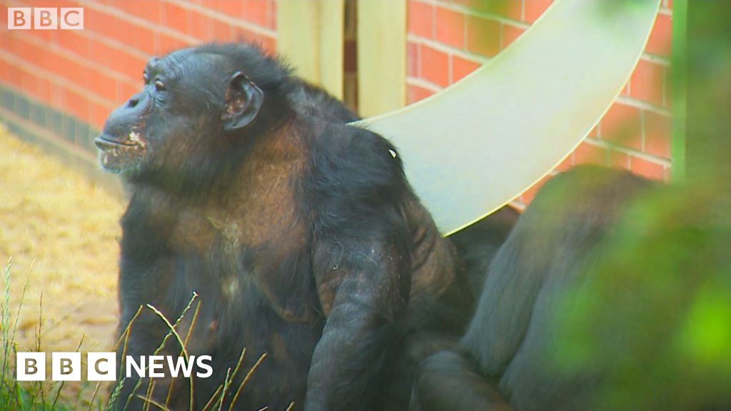 The zoo where chimps 'learn to be chimps' - BBC News