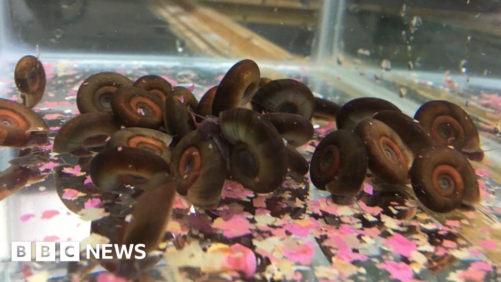 Snail's DNA secrets unlocked in fight against river disease - BBC News