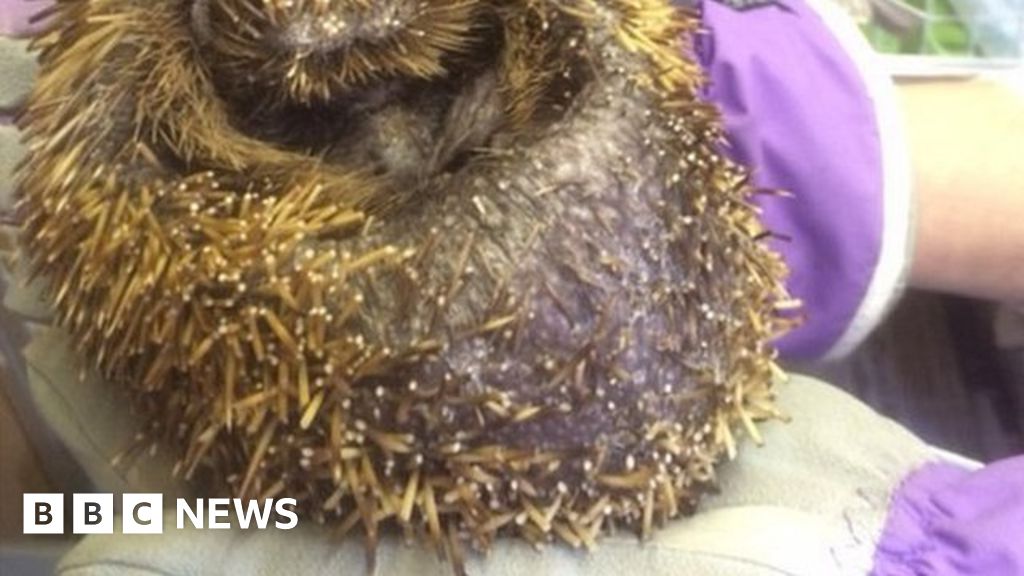 Hedgehog found with spines cut off inside Sheffield student halls - BBC ...