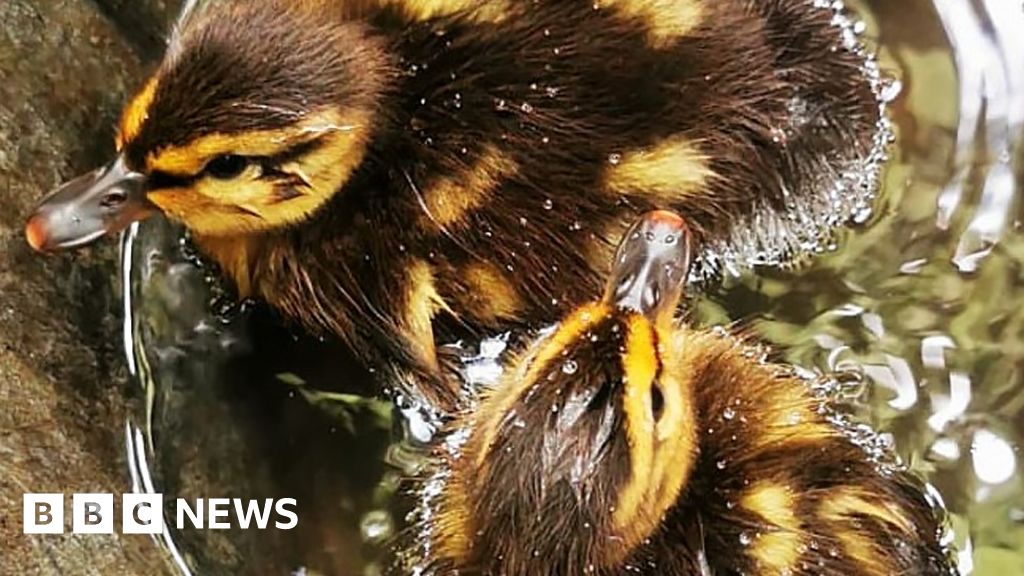 Firefighters rescue 11 ducklings from Braintree drain - BBC News
