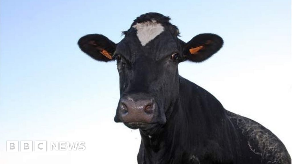 Cow sex suspect hunted by police helicopter - BBC News