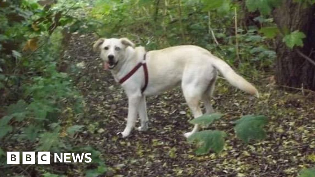 South Shields man jailed for beating dog with mallet - BBC News