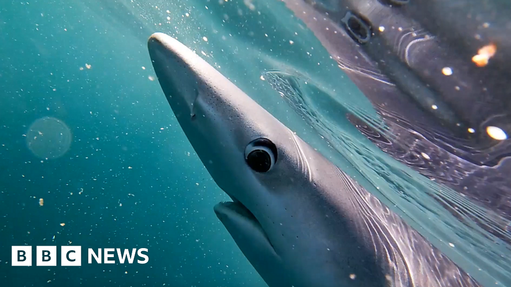 Blue shark filmed off the coast of Cornwall