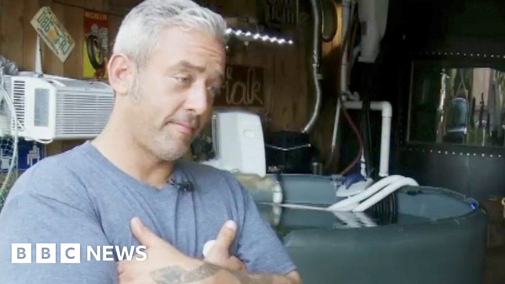 Shark taken because it 'needed help' - BBC News