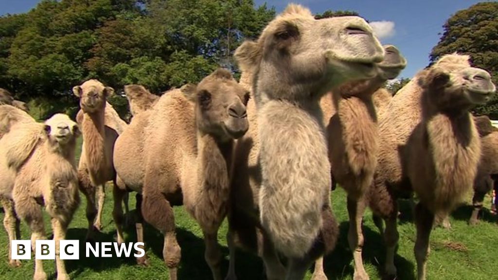 Camels for sale due to 'too many babies' - BBC News
