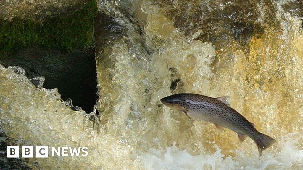 West Wales coracle fishing gets European protection - BBC News