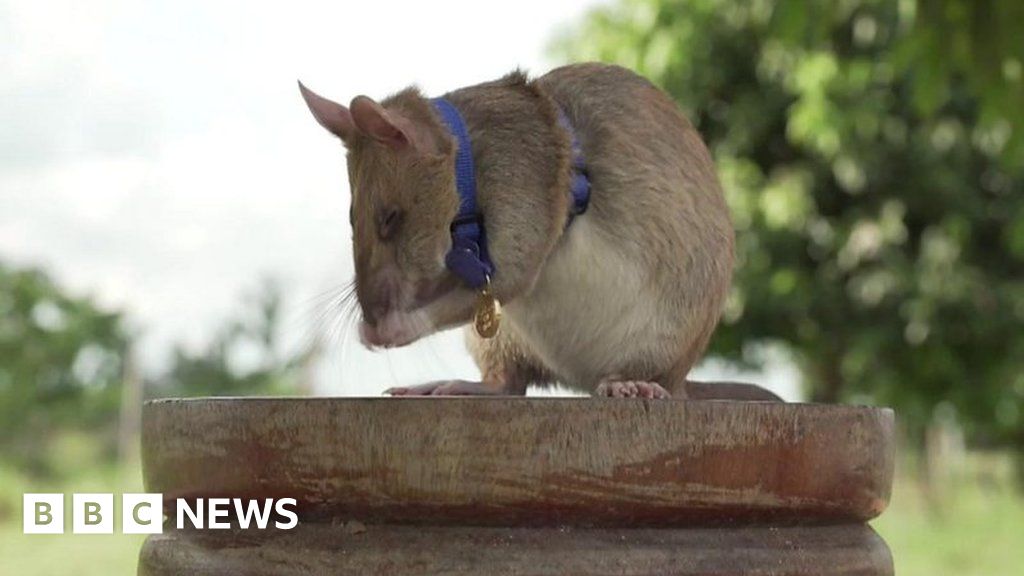 Mine-detecting rat receives prestigious gold medal