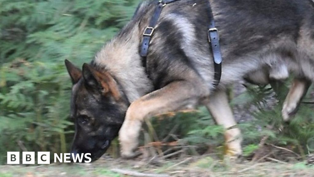Police dog chases suspect over two miles near Baldock - BBC News