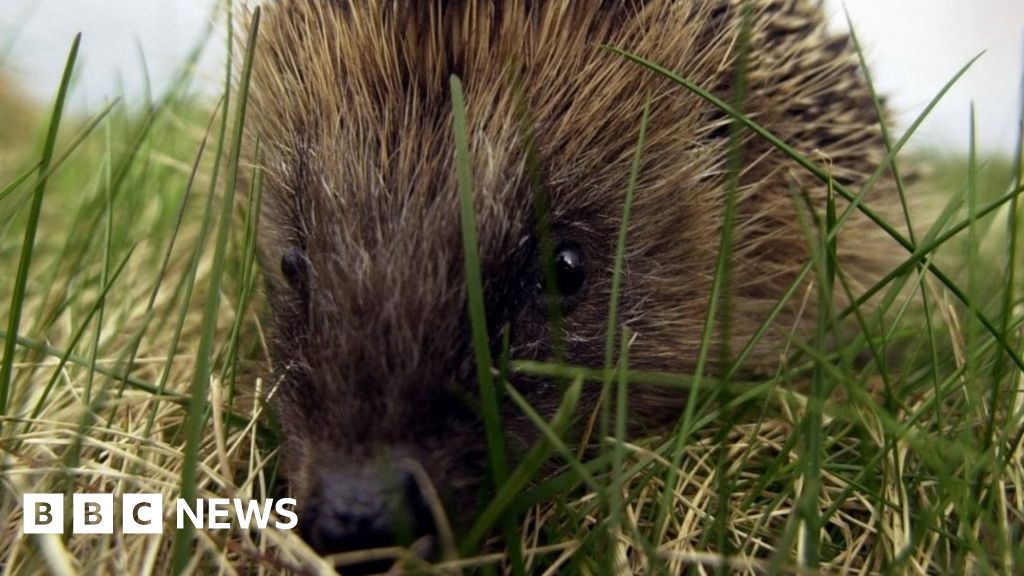 Hedgehog highways backed for Newbury's new builds - BBC News