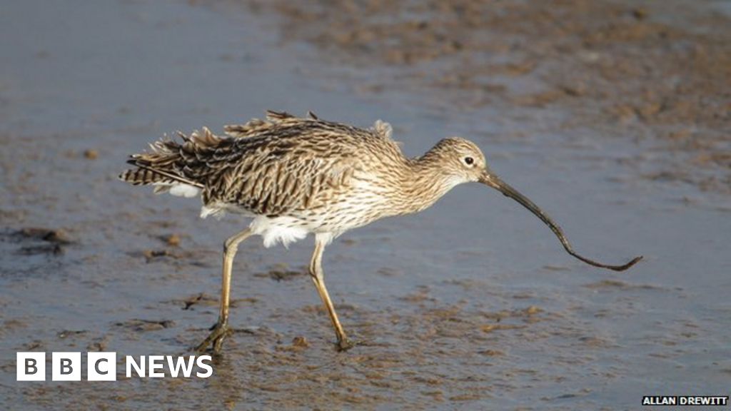 Growing threat to England's curlews from climate change - BBC News