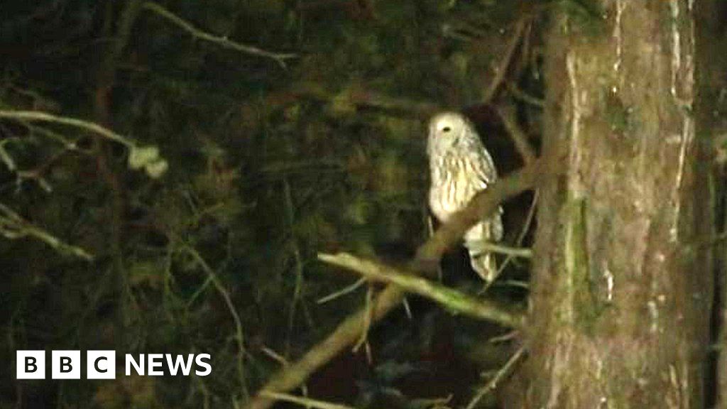 Missing Leiston owl spotted on TV news report - BBC News