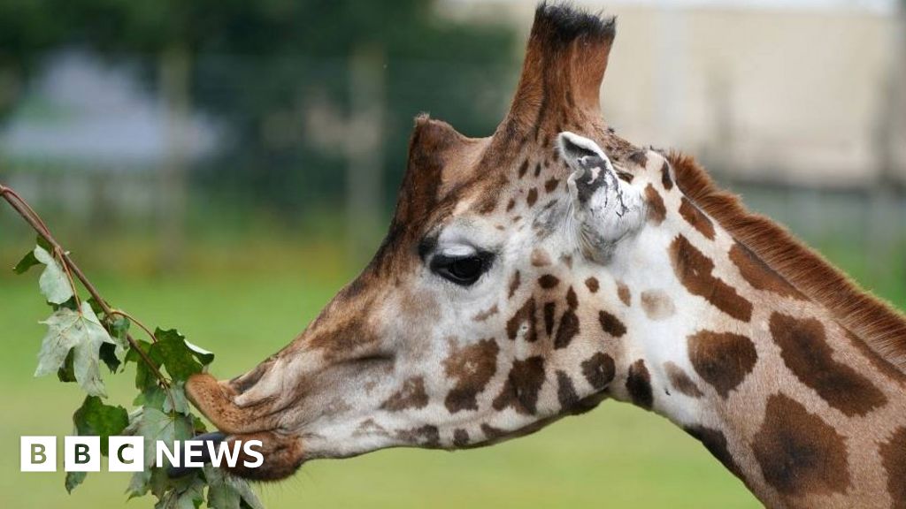 Blair Drummond Safari Park welcomes endangered male giraffe - BBC News
