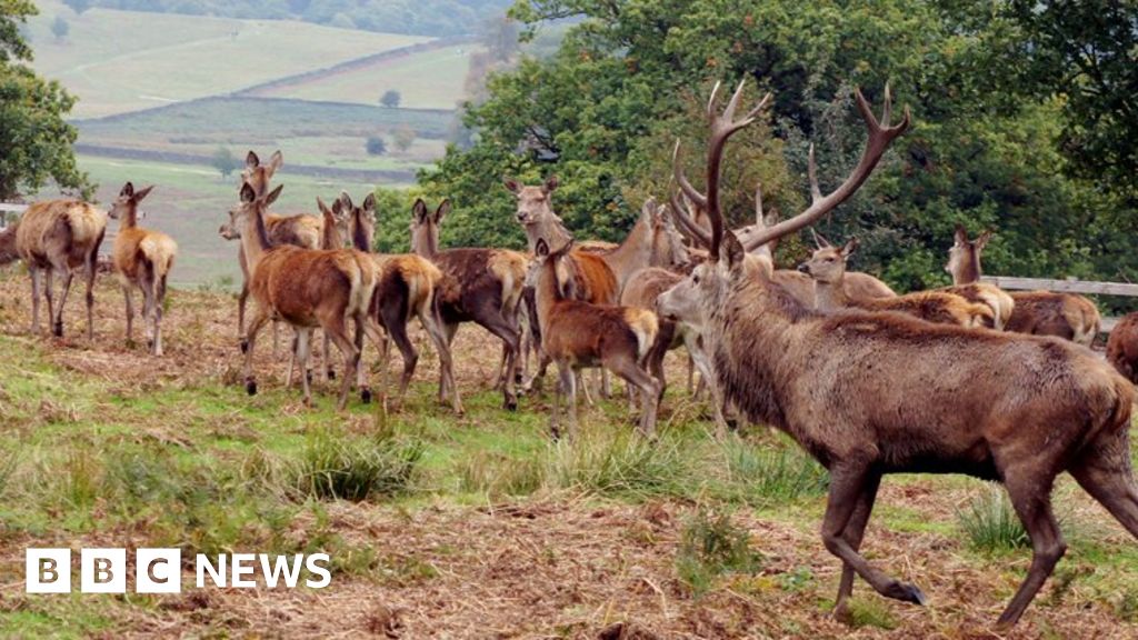 Bradgate Park duckling death prompts dog restrictions - BBC News