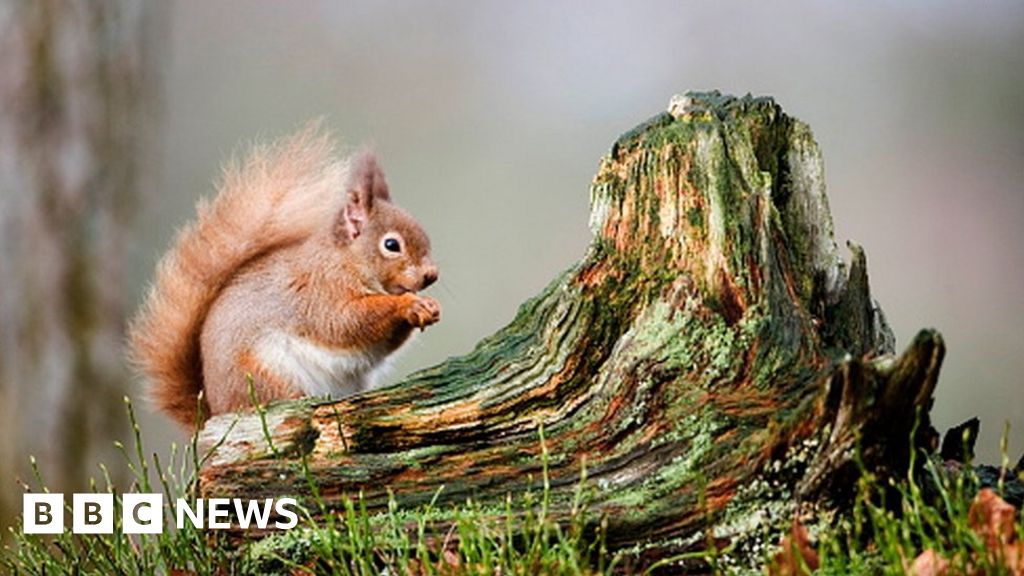 Fears of Anglesey and Gwynedd red squirrel virus outbreak