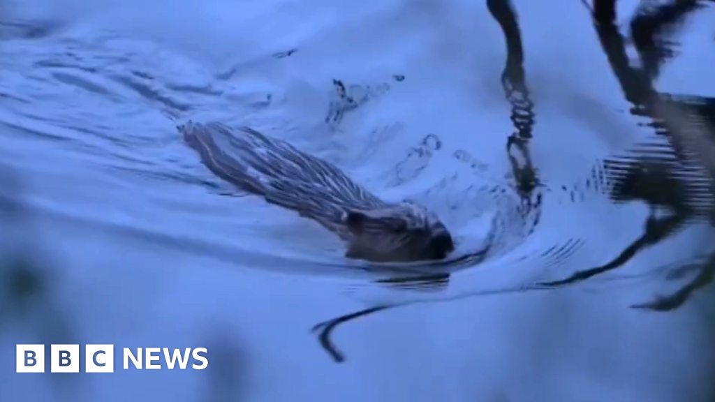Sonar helps detect beaver burrows underwater - BBC News