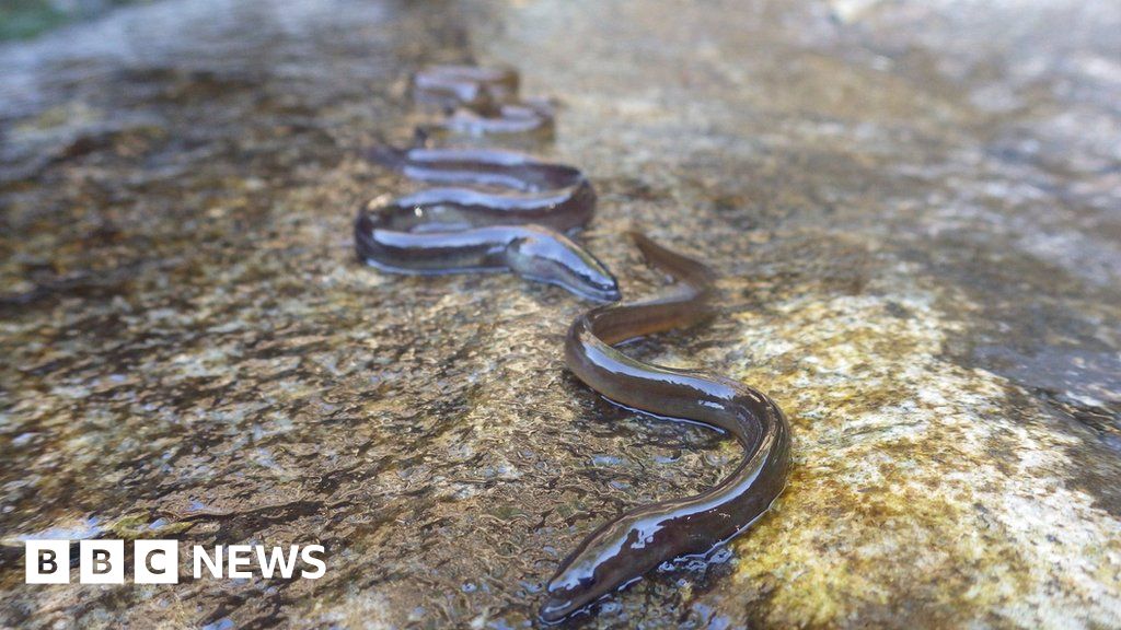 Conga eels: Elvers crawl in line up waterfall - BBC News