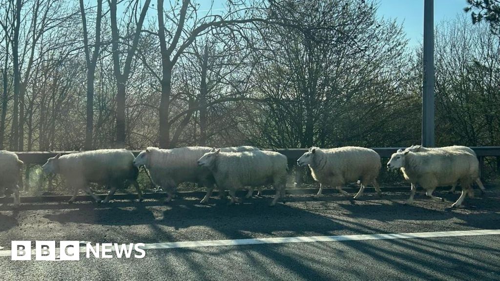 M11: Sheep in road cause delays on motorway