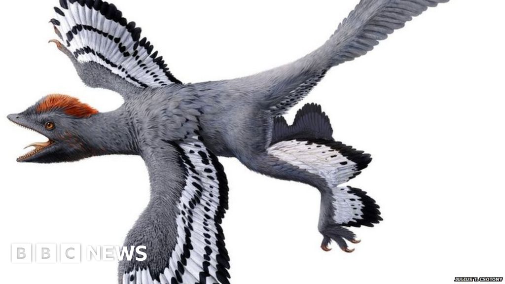 'Best ever' view of what a dinosaur really looked like - BBC News