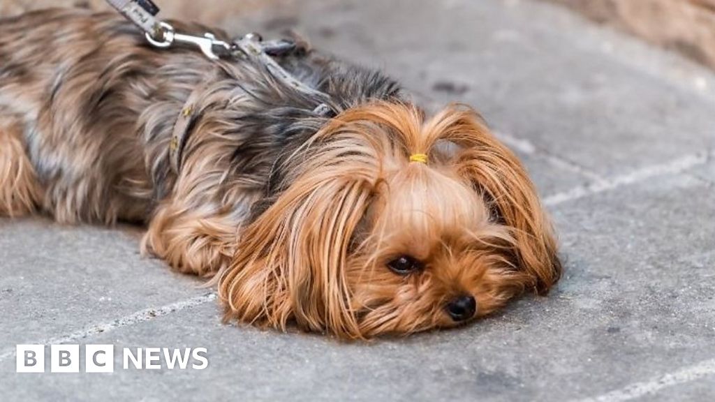 UK weather: 'Seven-second pavement test' for dogs - BBC News