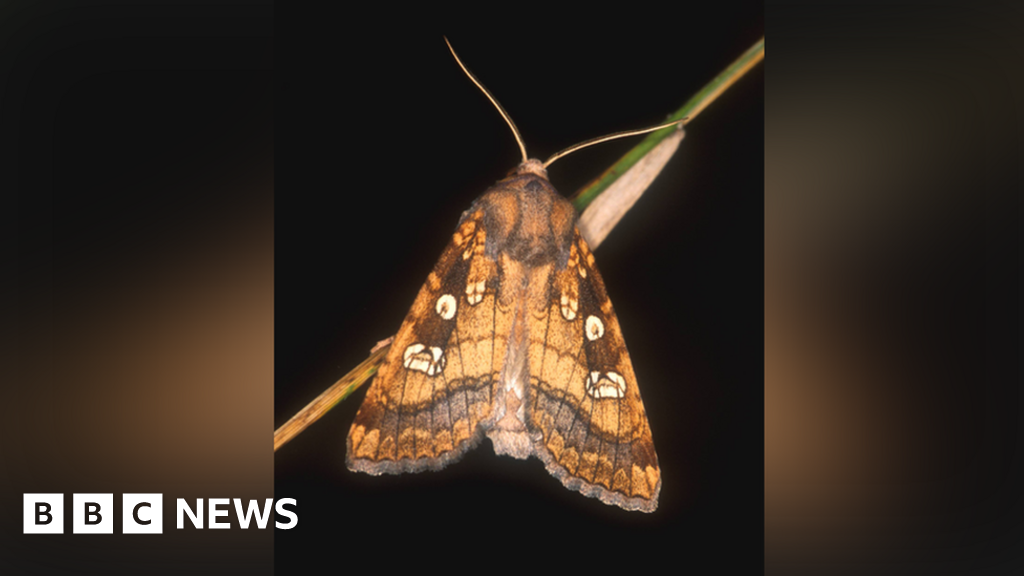 Colchester Zoo releases final batch of Fisher's estuarine moths - BBC News