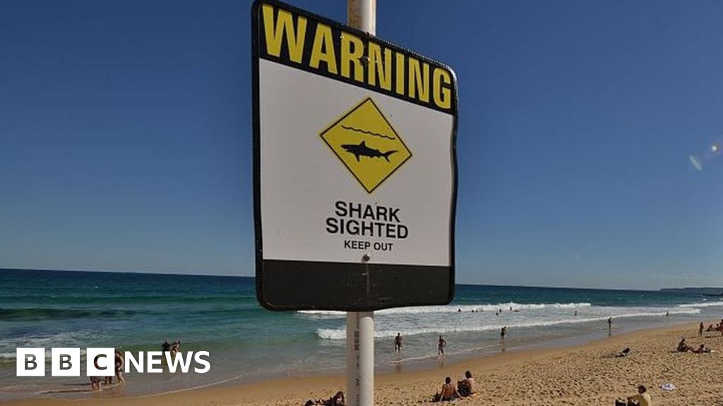 Australia shark tagging boosted after surfer attack - BBC News