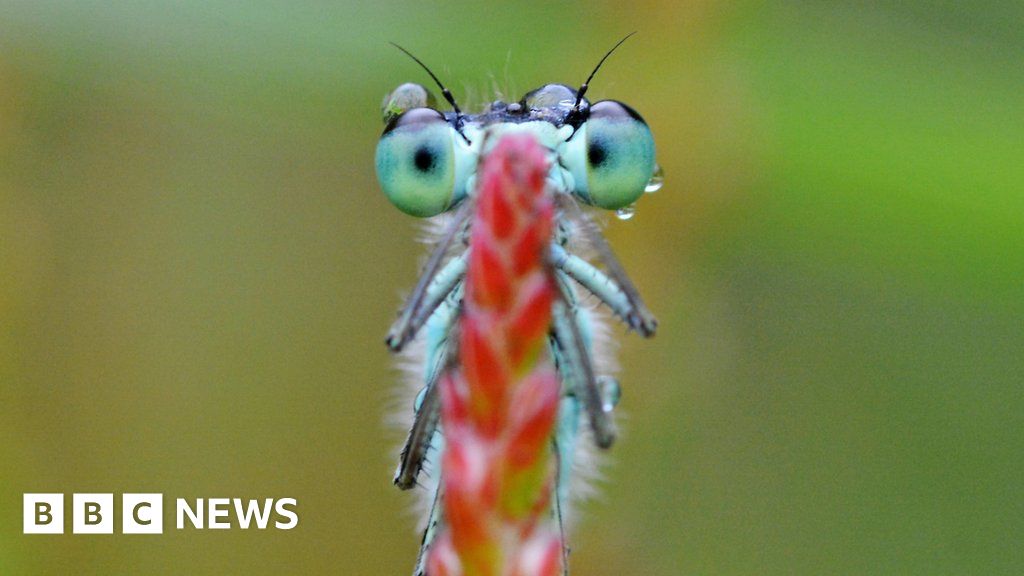 Beastie joys: Photographer's love of Scottish bug life - BBC News