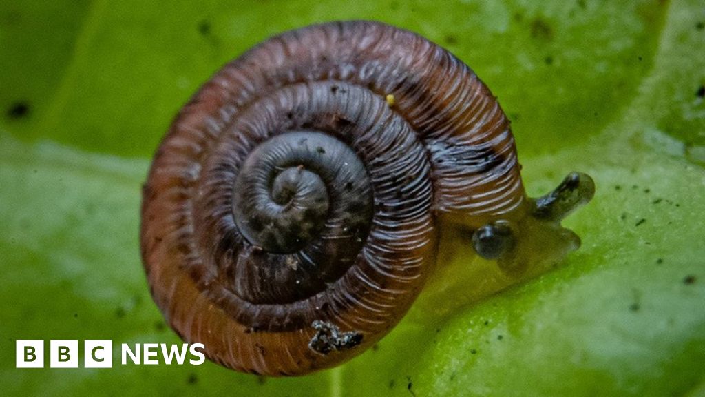 Chester Zoo breeds rare snail threatened with extinction