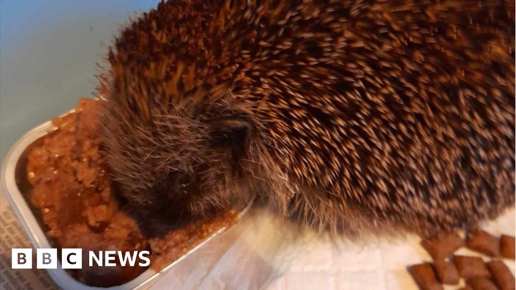 Leicester: Tortured hedgehog Spud set to make full recovery - BBC News