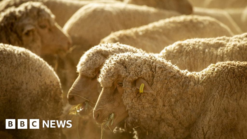 Rustlers steal 100 sheep from East Tuddenham field - BBC News