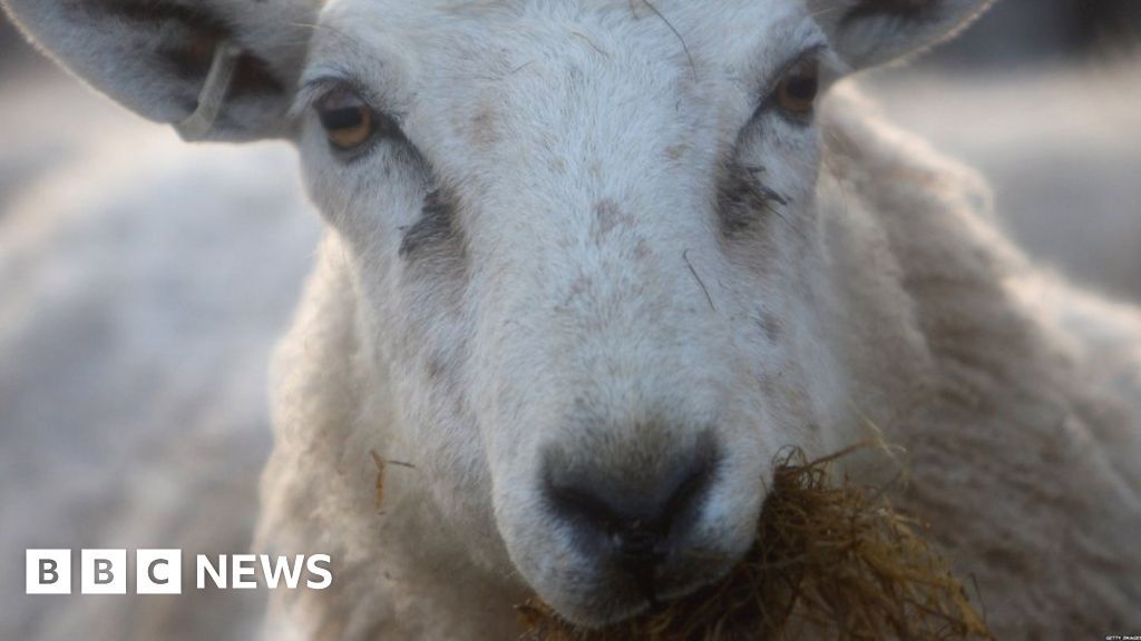 Warning of up to £1,000 fine after sheep attacked in Cumbria - BBC News