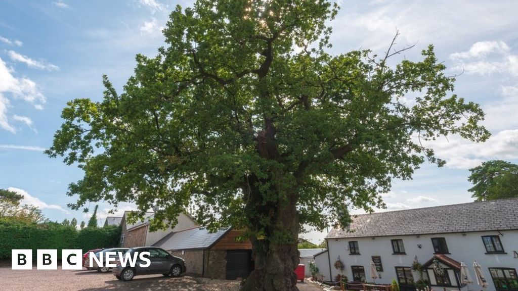 Wales' Tree of the Year 2019: Shortlist revealed - BBC News