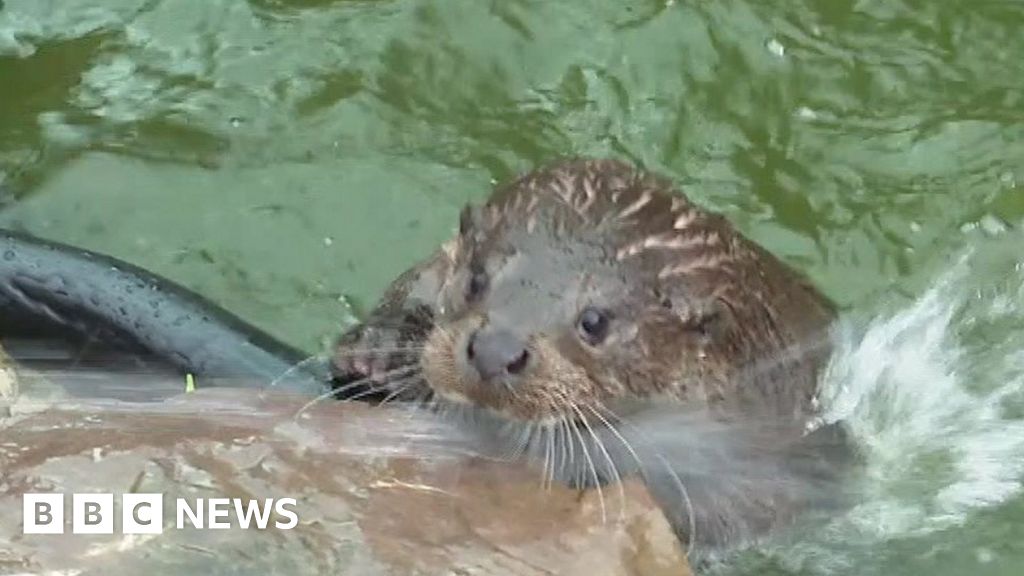 Orphaned otter cubs moved as Devon rehab centre floods - BBC News