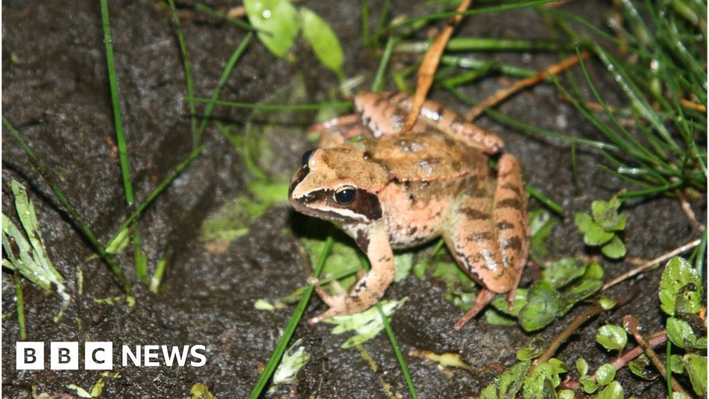 Agile frog population rises following conservation efforts - BBC News