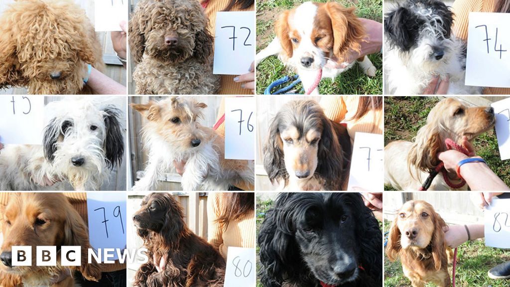 Ipswich dogs raid: Images released in bid to find owners - BBC News
