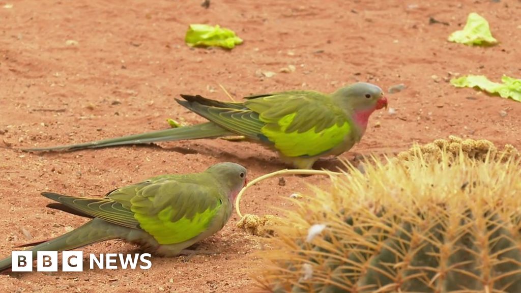 Avian flu cull at Paignton Zoo after birds evade capture - BBC News